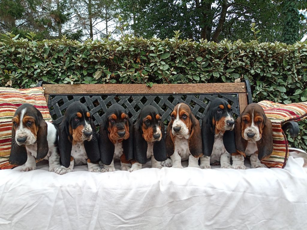 Accueil - Elevage du Rallye Gascon Normand - eleveur de chiens Basset Hound
